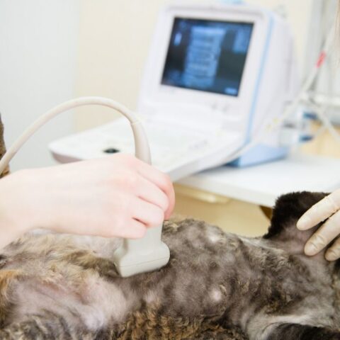 Pet Ultrasound In Sorrento, FL 32776 | East Lake Animal Clinic